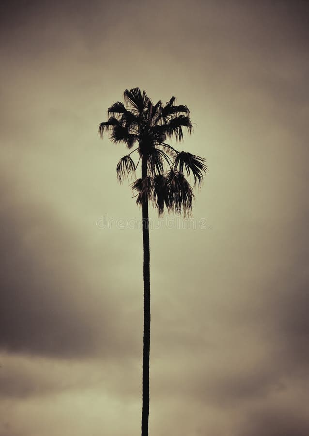 Palm Tree ,retro Style Artistic Toned Photo Stock Photo - Image of ...