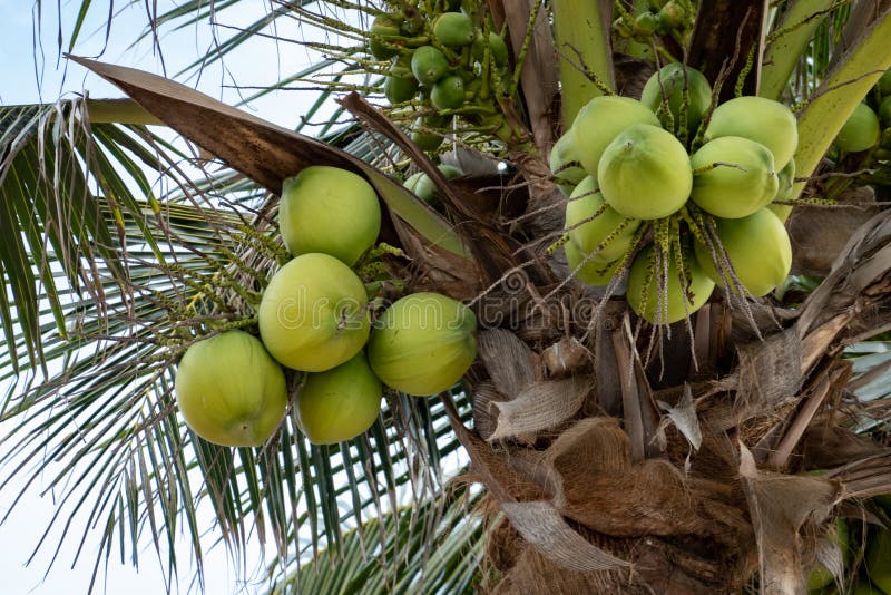 Palm Tree with Ripe Coconuts, Coconut Bunch on a Palm Tree Stock Photo ...