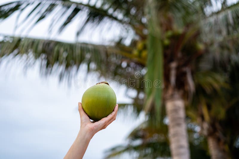 Palm Tree with Ripe Coconuts, Coconut Bunch on a Palm Tree Stock Image ...