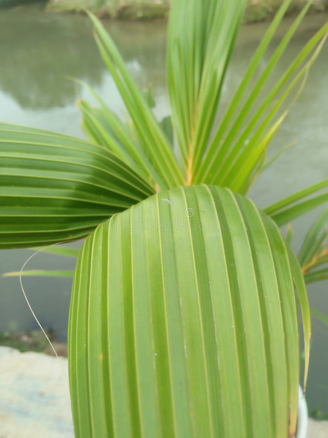 Palm Tree at riverside stock image. Image of green, riverside - 254913869