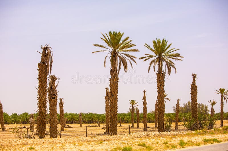2,930 Saudi Arabia Tree Stock Photos - Free & Royalty-Free Stock Photos ...