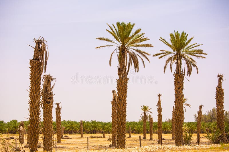 3,105 Saudi Arabia Dat Tree Stock Photos - Free & Royalty-Free Stock ...