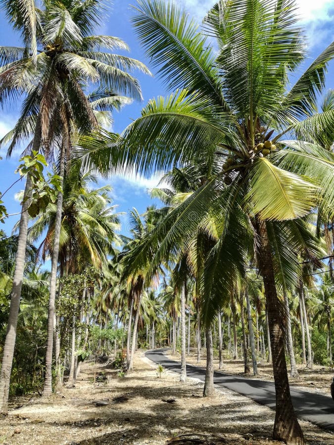 Palm tree stock image. Image of tree, road, nature, palm - 128851123