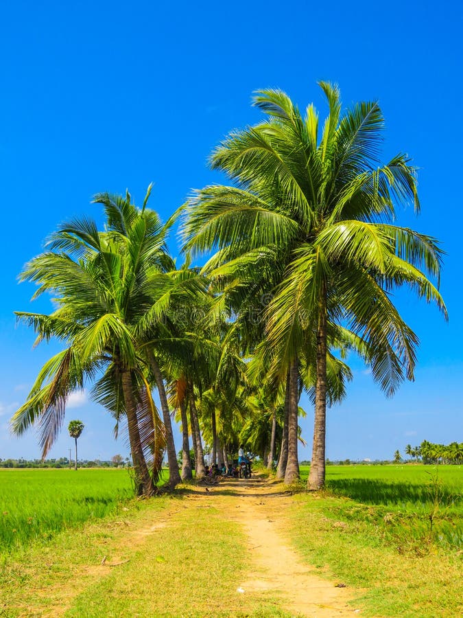 Palm Tree Road stock image. Image of vacation, track - 86301083