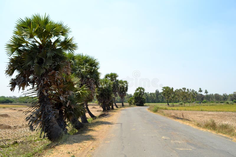 Palm tree on road side stock image. Image of good, root - 177981955