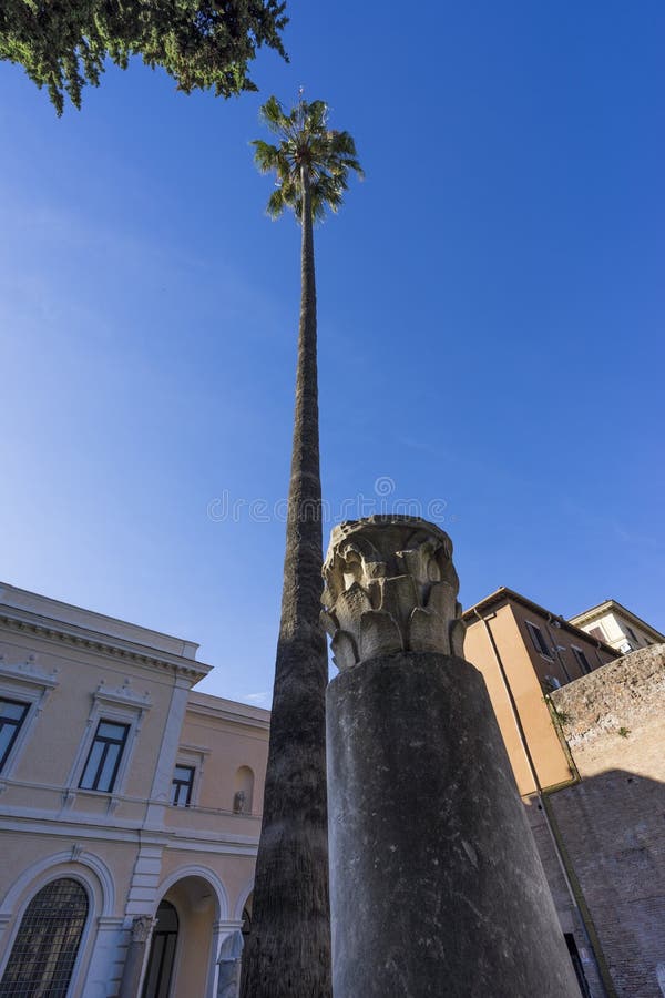 Palm Tree in Rome, Against Blue Sky. Rome, Stock Image - Image of plant ...