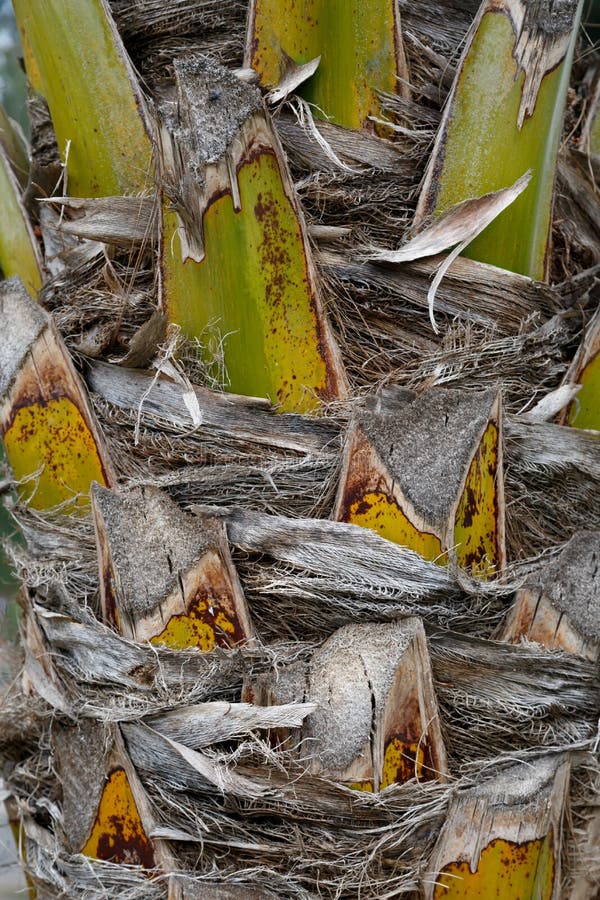 Palm Tree Root stock image. Image of field, garden, park - 72334555