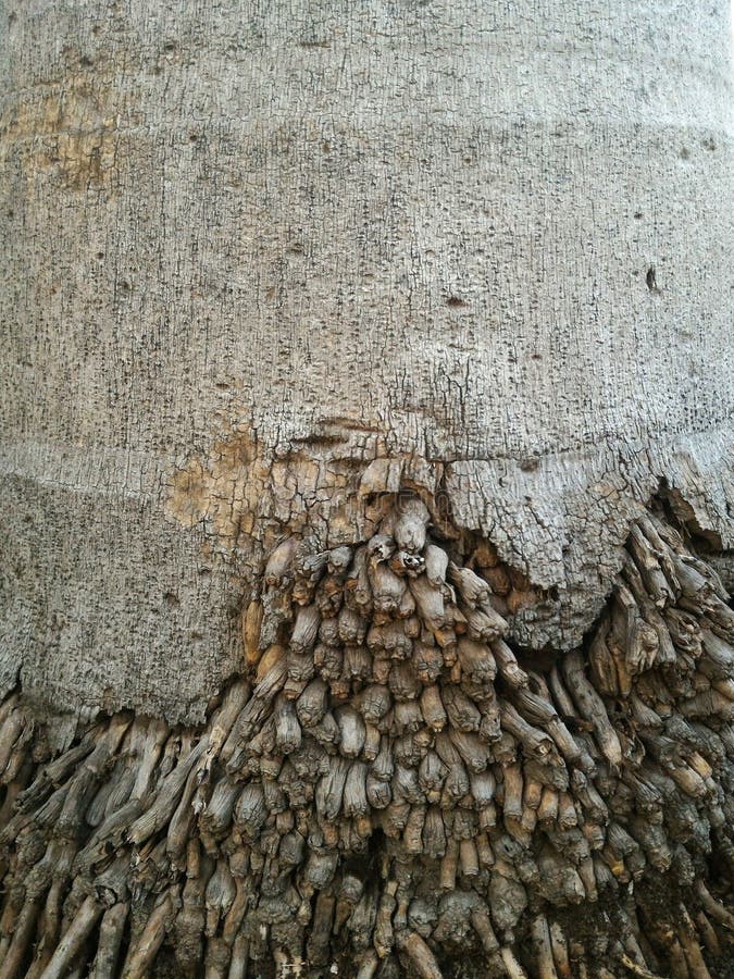 Palm tree root stock image. Image of surface, tree, earth - 88428931