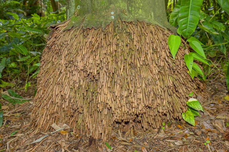Palm Tree Root System stock image. Image of roots, plants - 66594415