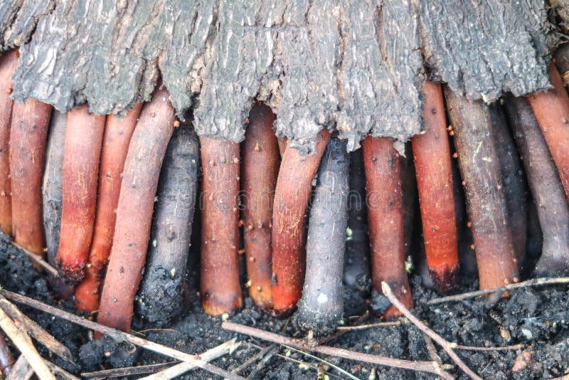 Palm tree roots close up stock image. Image of trunk - 162271245