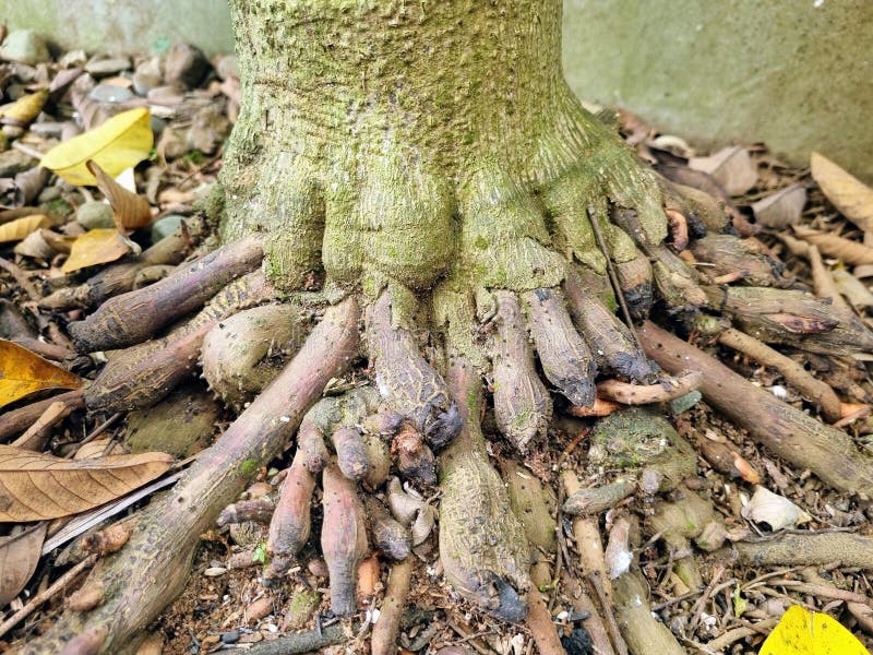 Palm tree roots stock photo. Image of sand, vegetation - 1668330