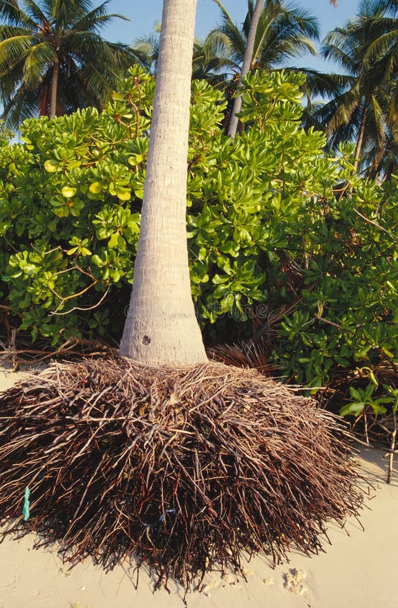 Palm Tree Roots Maldive Islands Stock Image - Image of design, leaf ...