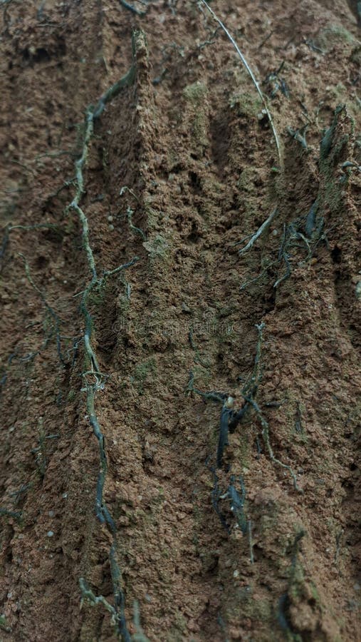 Palm Tree Roots that Spread into the Ground Stock Photo - Image of ...