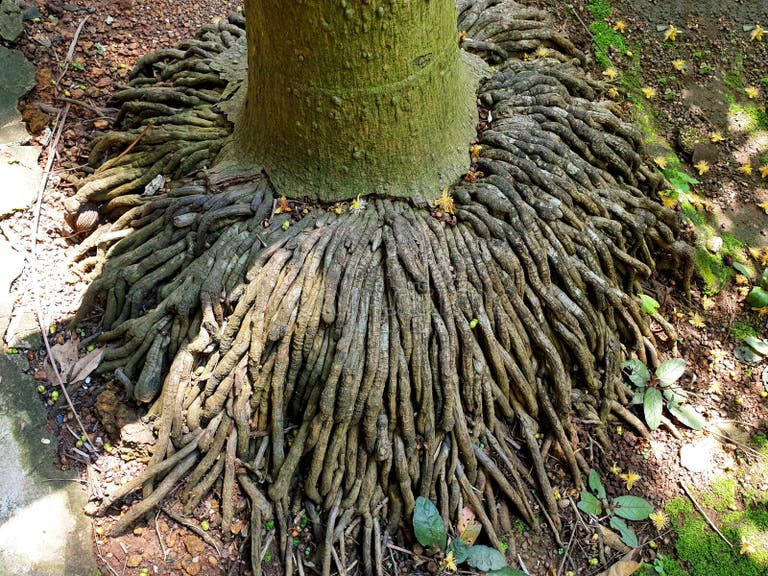 Palm tree roots system stock photo. Image of design - 255536190