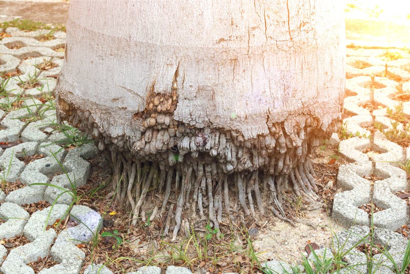 Palm Tree Roots Up on Interlock Concrete Blocks Stock Image - Image of ...
