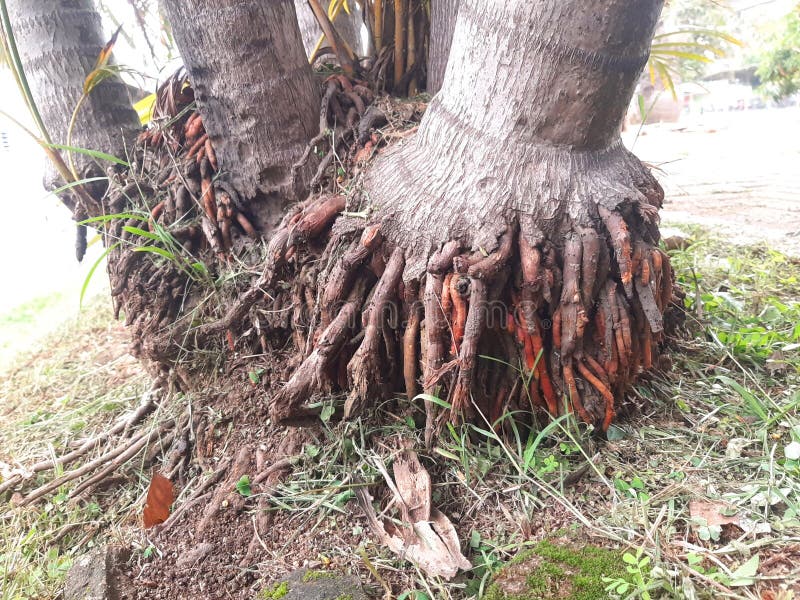 Palm Tree Roots Visible on the Ground Stock Photo - Image of house ...