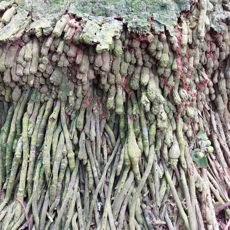 Palm Tree Roots Visible from the Outside Stock Photo - Image of ...