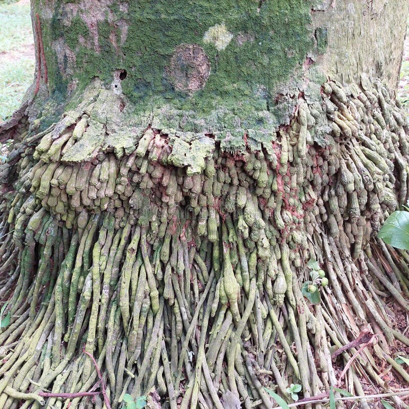 Palm Tree Roots Visible from the Outside Stock Image - Image of forest ...