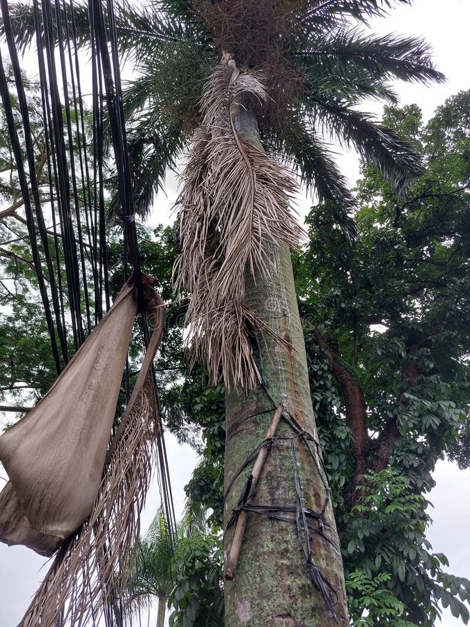 Palm Tree Rotten Leaves are Hanging from Tree Trunk, Which One only a ...