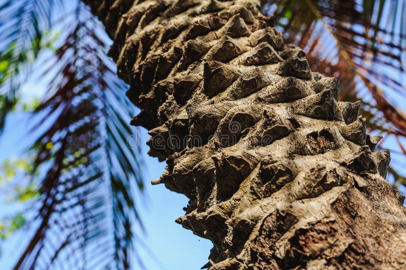 Palm tree with rough skin stock image. Image of caribbean - 322357561