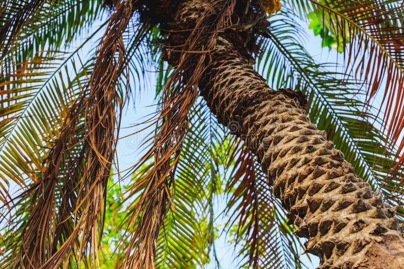 Palm tree with rough skin stock image. Image of caribbean - 322357603