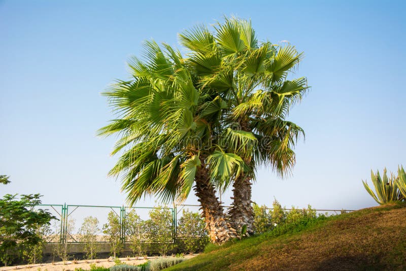 Palm Tree with Round Leaves Blowing in the Winds in the Daytime Stock ...