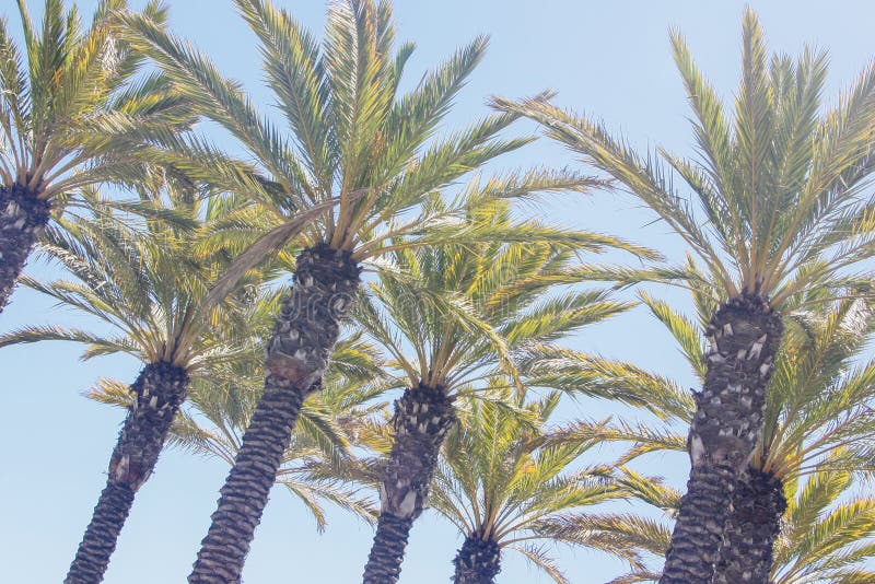 Palm tree row stock photo. Image of coconuts, leaf, scenic - 42118394