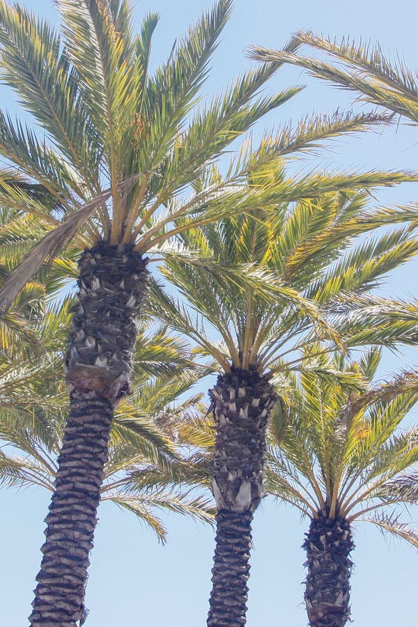 Palm tree row stock photo. Image of pacific, paradise - 42118590