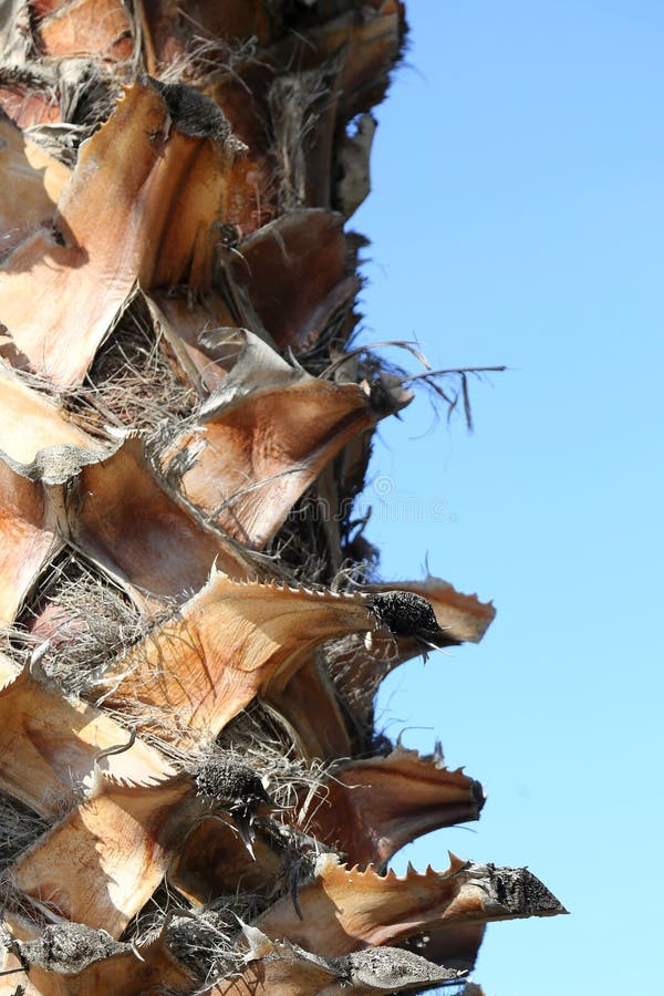 Closeup of palm bole stock photo. Image of brown, background - 10359242
