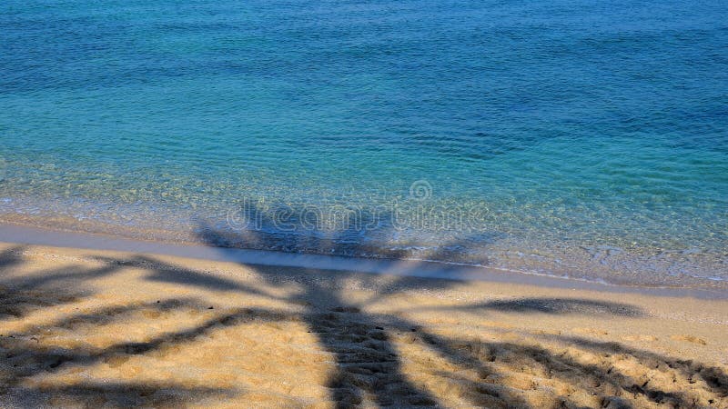 Palm Tree`s Shadow on Sandy Beach Stock Photo - Image of beach, trees ...