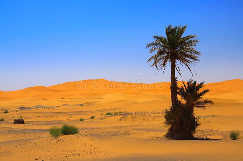 Palm tree on sahara stock photo. Image of wild, africa - 9434594