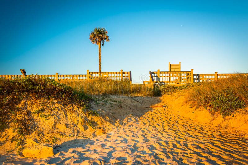 Palm Tree and Sand Dunes in Palm Coast, Florida. Stock Image - Image of ...