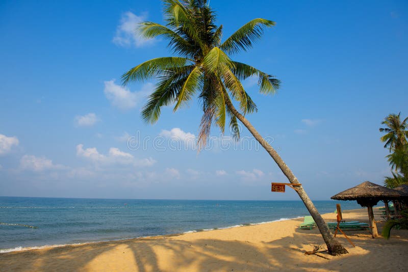 Palm Tree on the Sandy Beach with a Sign Stock Photo - Image of ...
