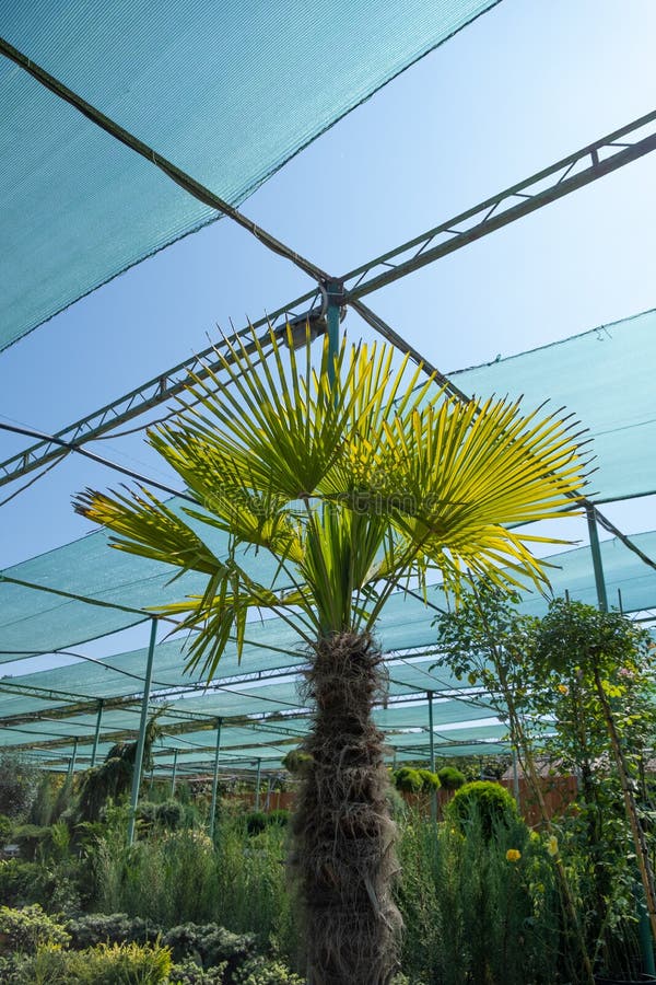 Palm Tree Sapling with a Large Trunk Under a Canopy from the Sun Stock ...