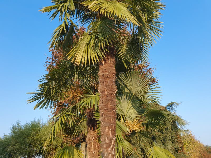 Palm Tree Scient. Class. Areaceae Stock Photo - Image of plantae, green ...