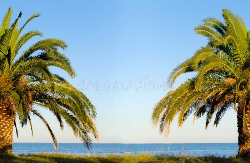 Palm tree by the sea beach stock image. Image of beautiful - 39779583