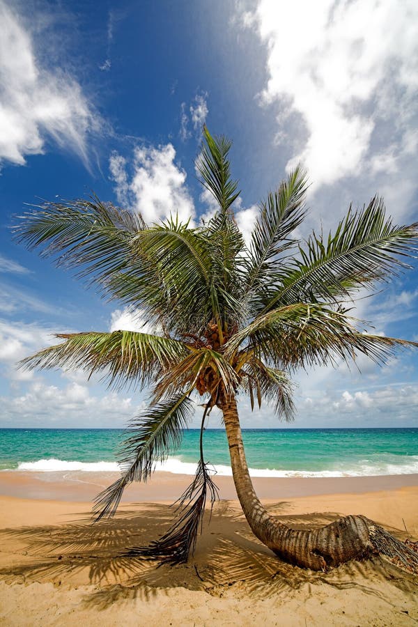 Palm Tree on the Sea Beach. Stock Image - Image of island, cloud: 71534137