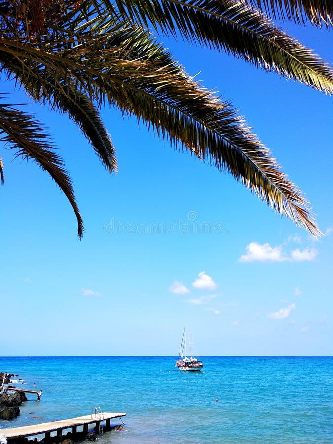 Palm tree and sea stock image. Image of palm, beach - 128816655