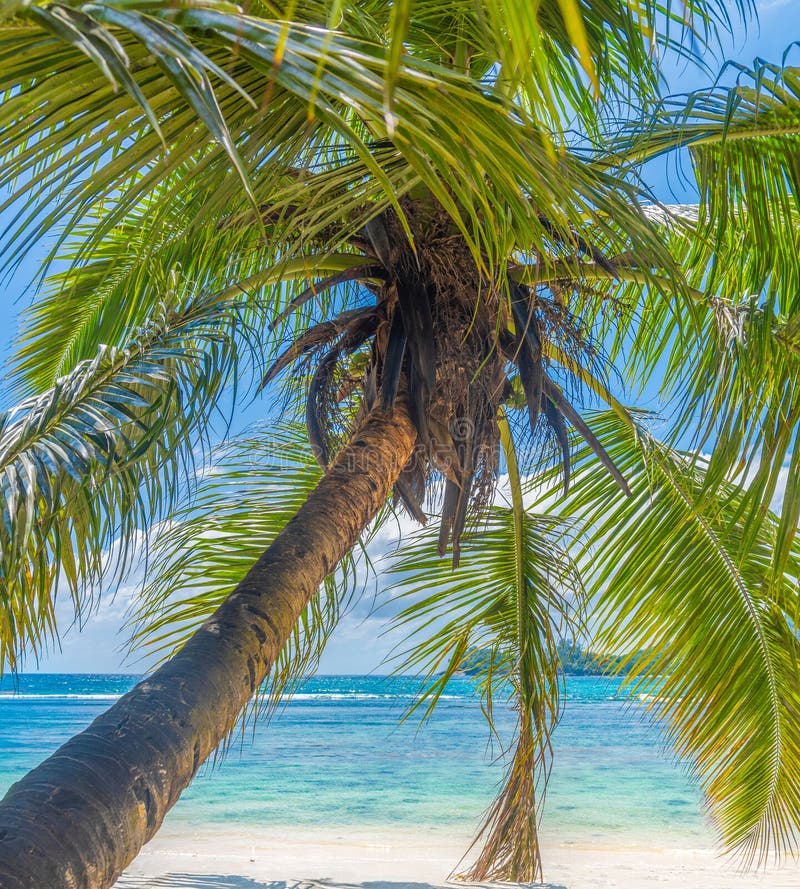 Palm Tree by the Sea in a Tropical Beach Stock Photo - Image of island ...