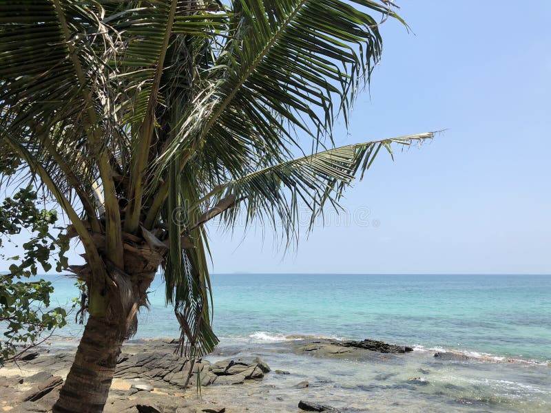 Palm tree and sea view stock photo. Image of nature - 186358662