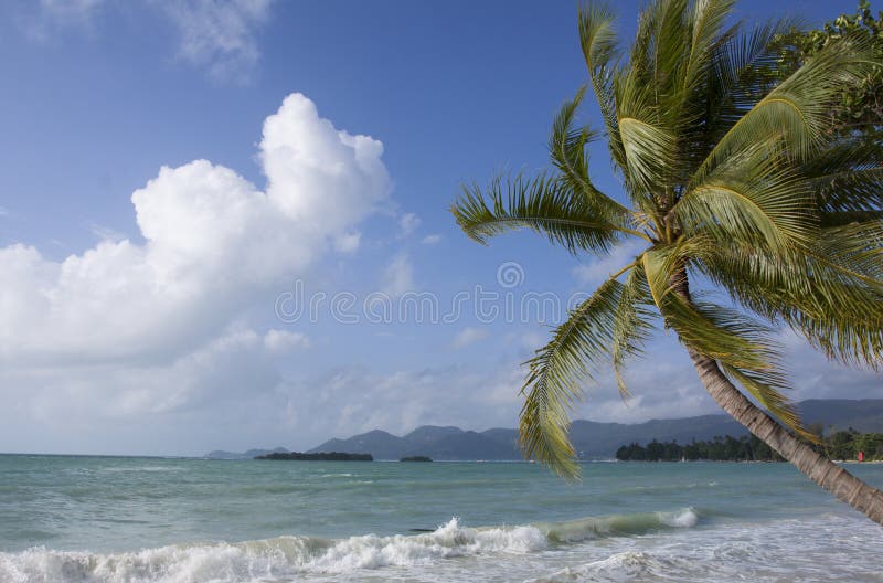 Palm tree and sea views stock image. Image of beauty - 58023685