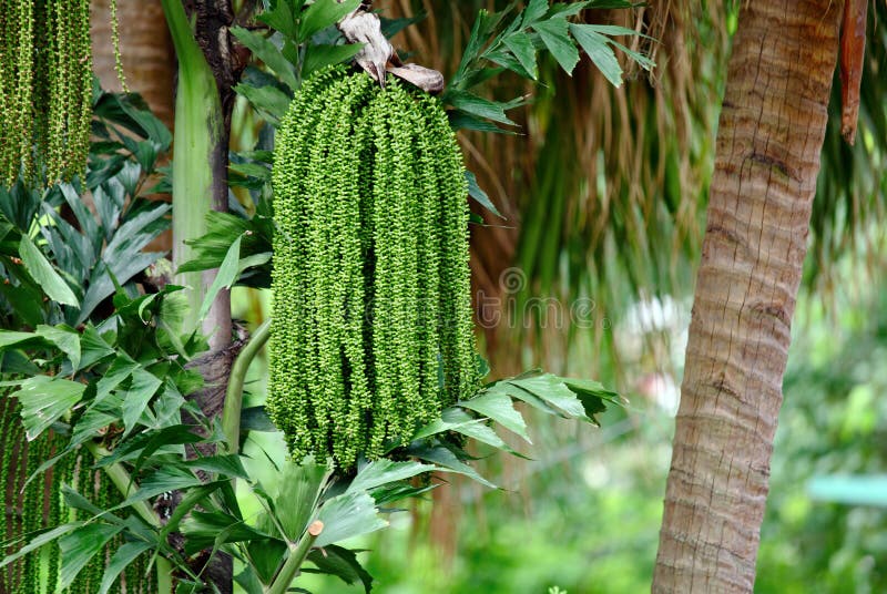 Palm tree seed stock photo. Image of palm, leave, ripe - 38454856