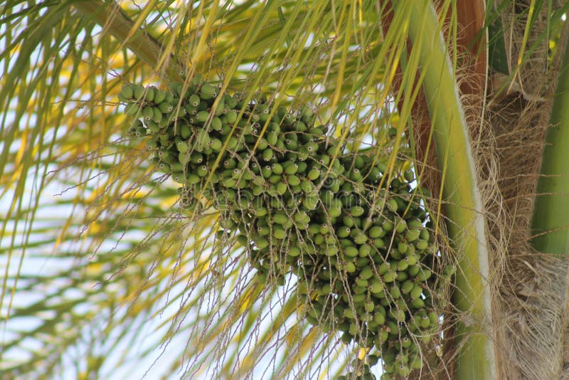 Palm Tree Seed Pods stock image. Image of seed, tree - 108186031