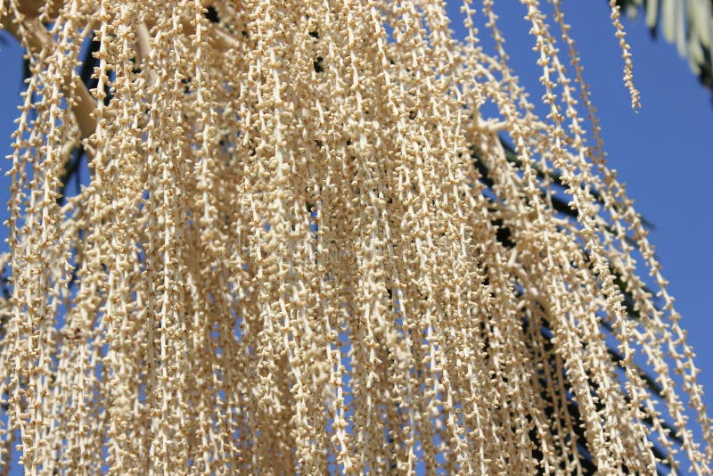 Palm tree seed stock image. Image of detail, nature, tropical - 32411951