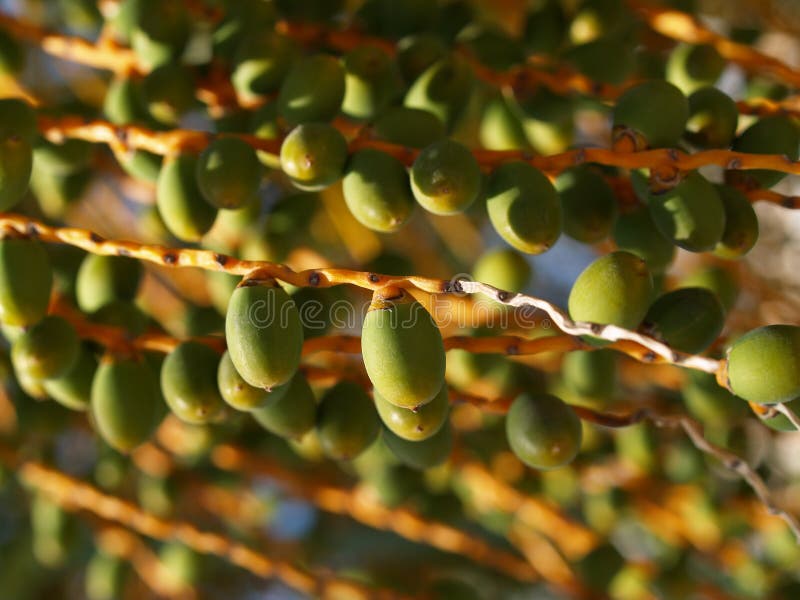 Palm-tree seeds stock image. Image of colorful, tropical - 14158657