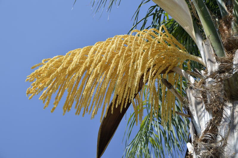 Palm tree seeds stock photo. Image of flora, bunch, tall - 57955638