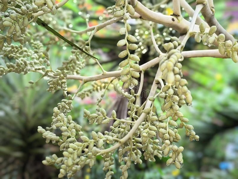 Palm Tree Seeds in the City Park Stock Photo - Image of park, palm ...