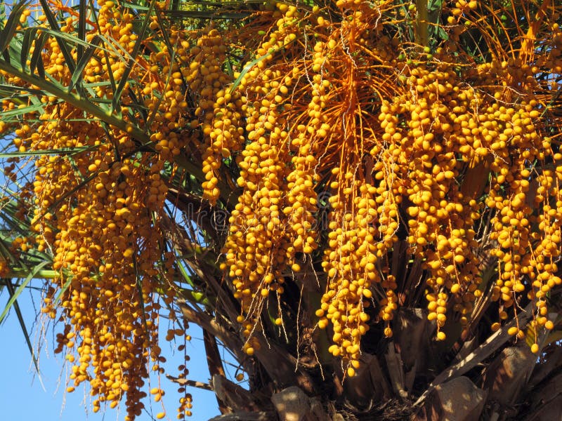 Palm Tree Seeds Stock Photos - Download 1,481 Royalty Free Photos