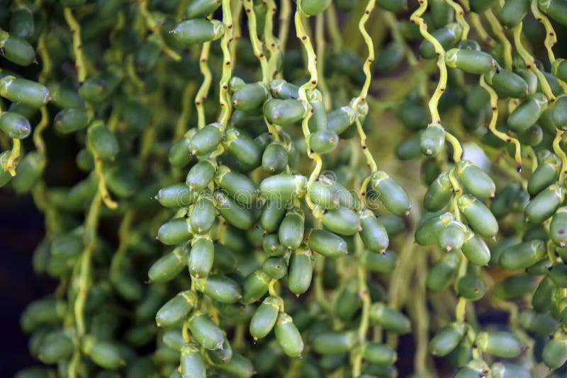 Palm Tree Seeds Stock Photos - Download 1,481 Royalty Free Photos