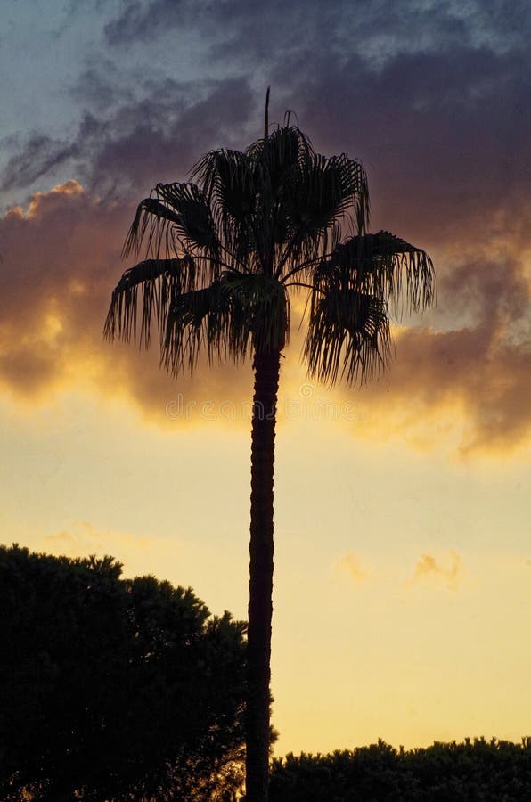 .palm Tree Seen in Dim Light Stock Photo - Image of dramatic, cloud ...